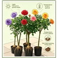 Rare Rose-- Bulk--10 color options --Garden Stake for Outdoor ...