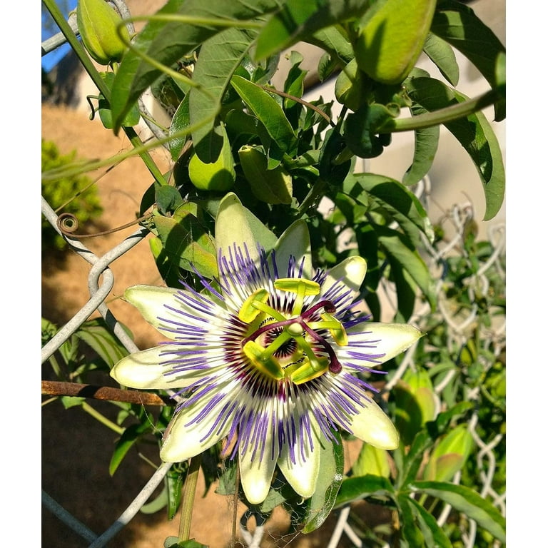 Passion Fruit Plant