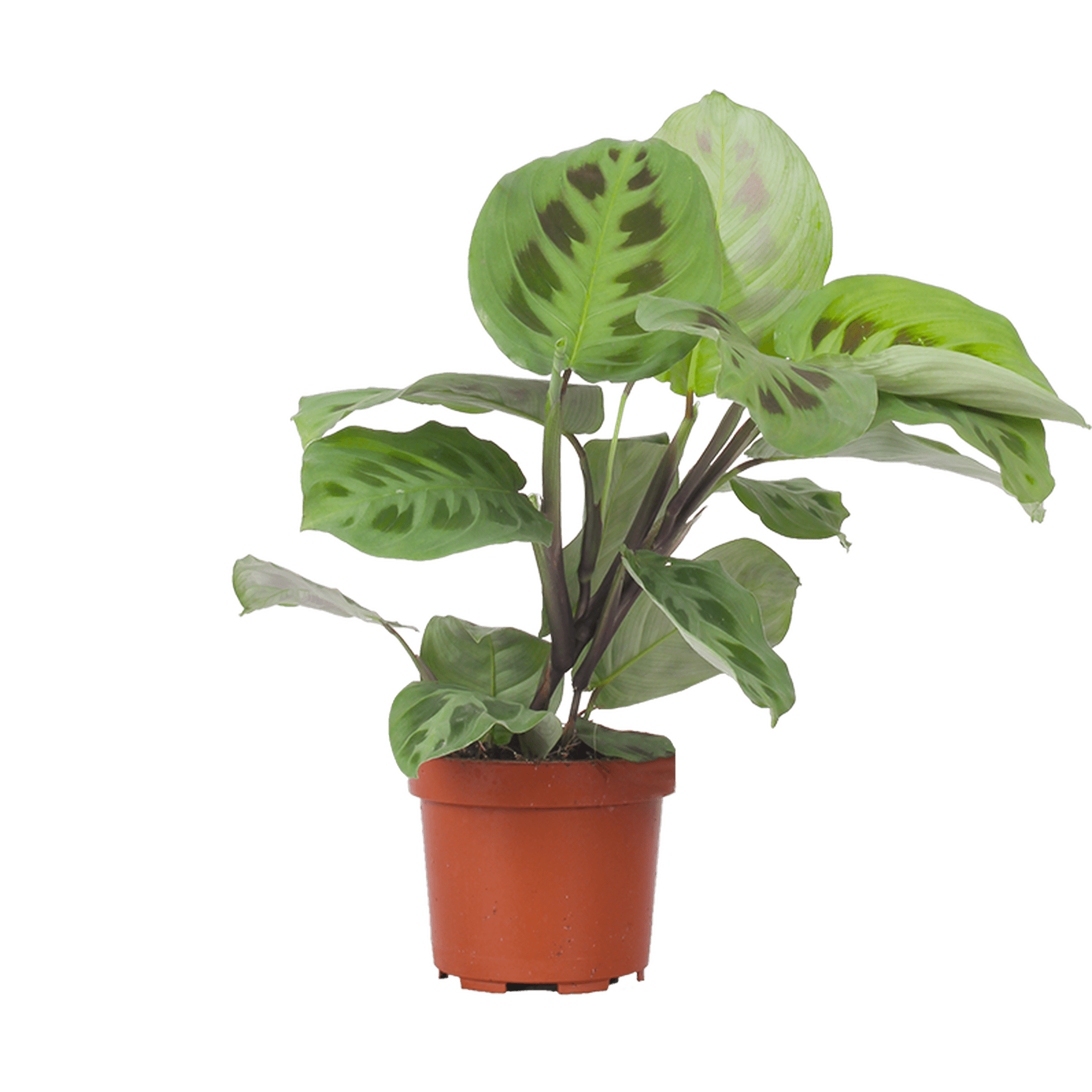 Click here for Plantsome Maranta Kerchoveana Green Prayer Plant (... prices
