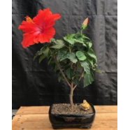 Live Weeping Willow Money Tree Bonsai - Thick Trunks, Fast-Growing ...