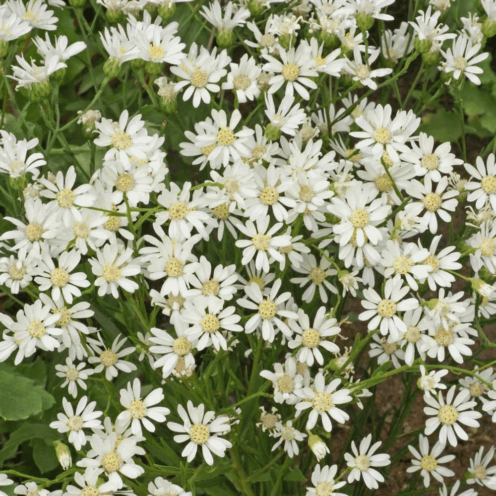 Everwilde Farms - 2000 White Upland Aster Native Wildflower Seeds ...