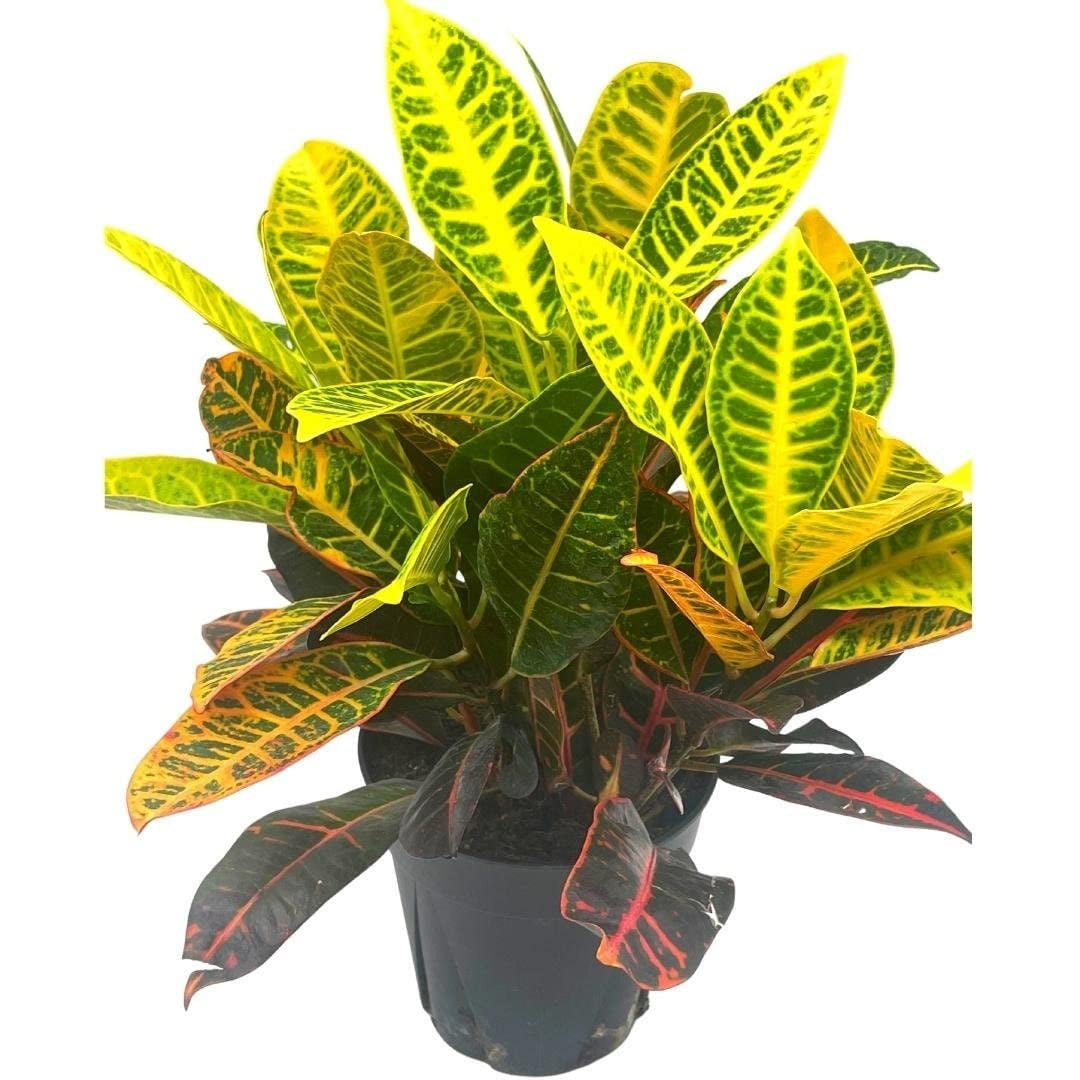Codiaeum variegatum, 6 inch, Variegated Croton, Garden Croton, Vibrant ...