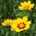 RedCrocus Sunfire Tickseed Coreopsis grandiflora – Vibrant Yellow ...