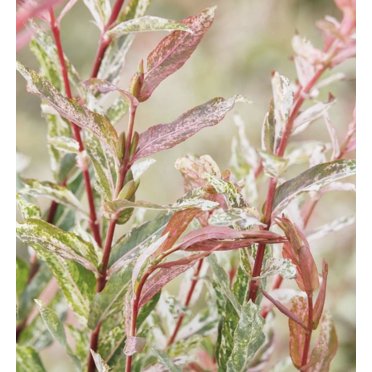 Gold Weeping Curly Willow Tree Cutting - Rarest of All Willows - Grow ...