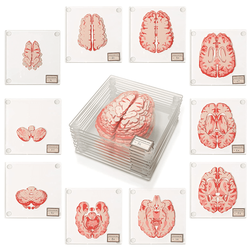 Click here for Heily Anatomic Brain Specimen Coasters-Gifts For M... prices