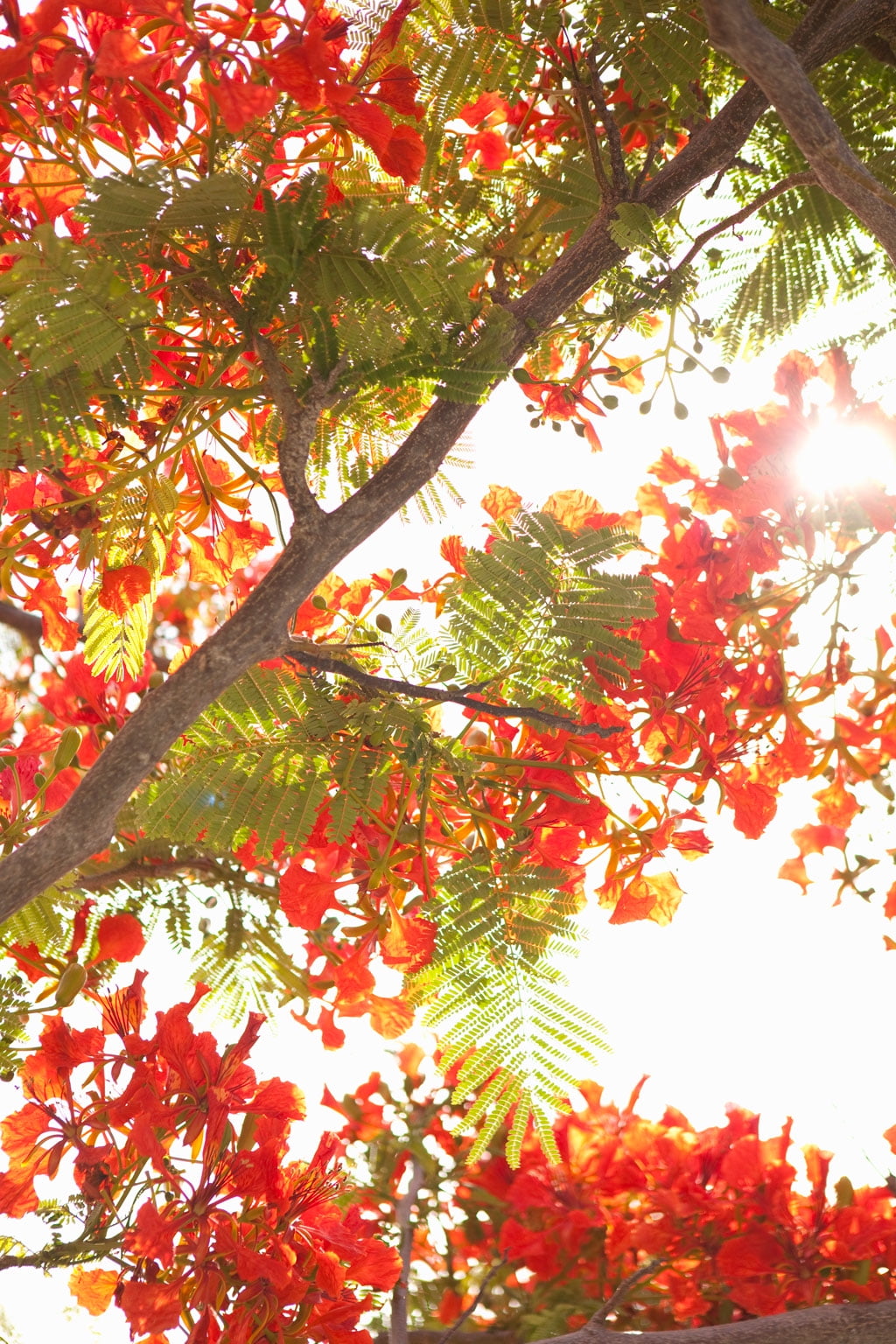 Gango Home Decor In the Trees II by Karyn Millet (Printed on Paper ...