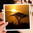 3drose, Thorn Acacia Umbrella Tree on African Plains at Sunset Tropical ...
