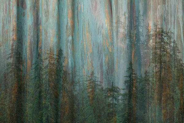 Gango Home Decor Forest I by Kathy Mahan (Printed on Paper); One ...