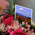 3drose, Tulips and Farm, Mount Vernon, Washington - Us48 Rsc0167 ...
