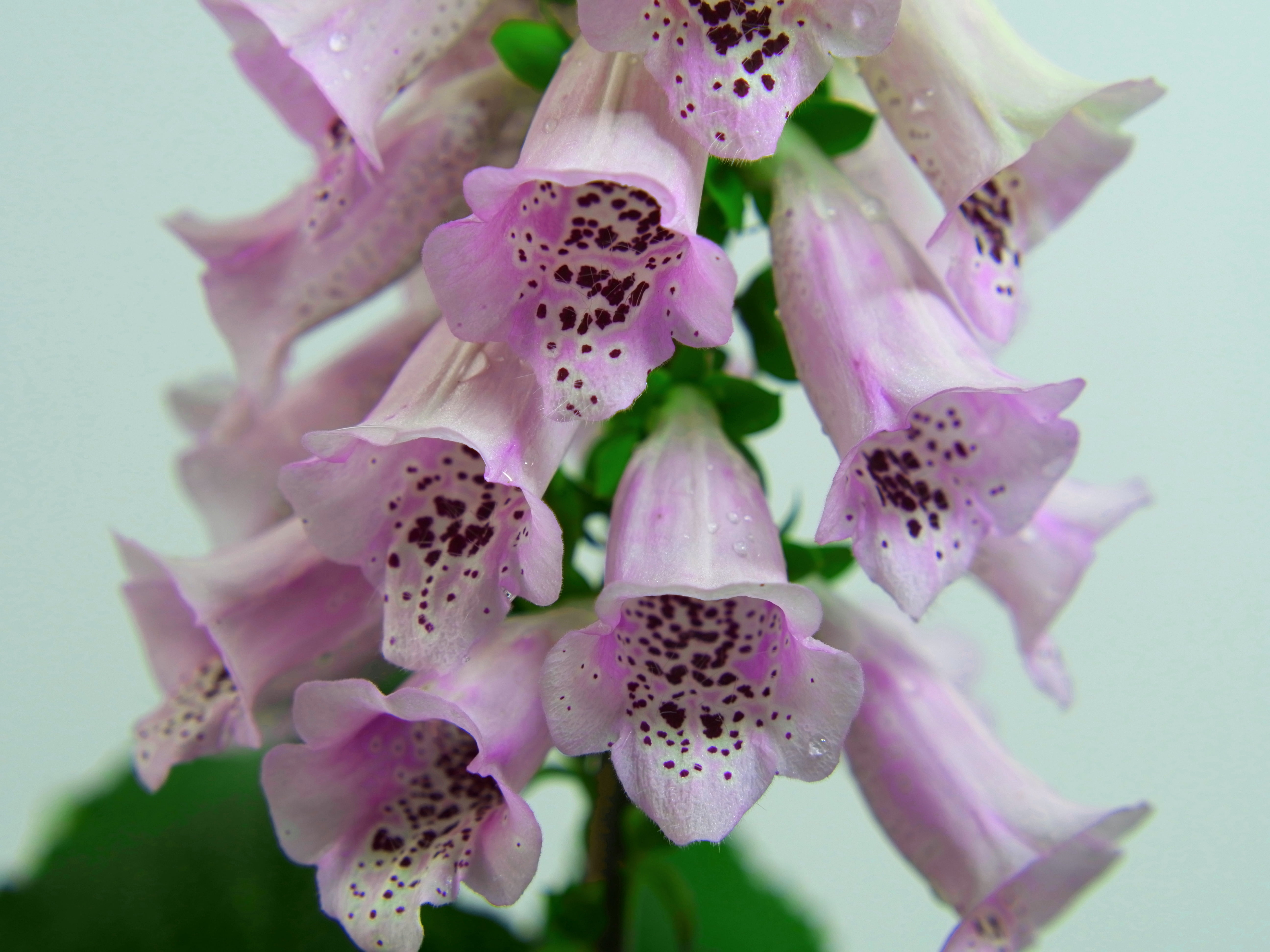 Foxglove Like Flowers