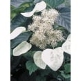 RedCrocus Moonlight Japanese Hydrangea Vine Climbing Plant, Shaded Wall ...
