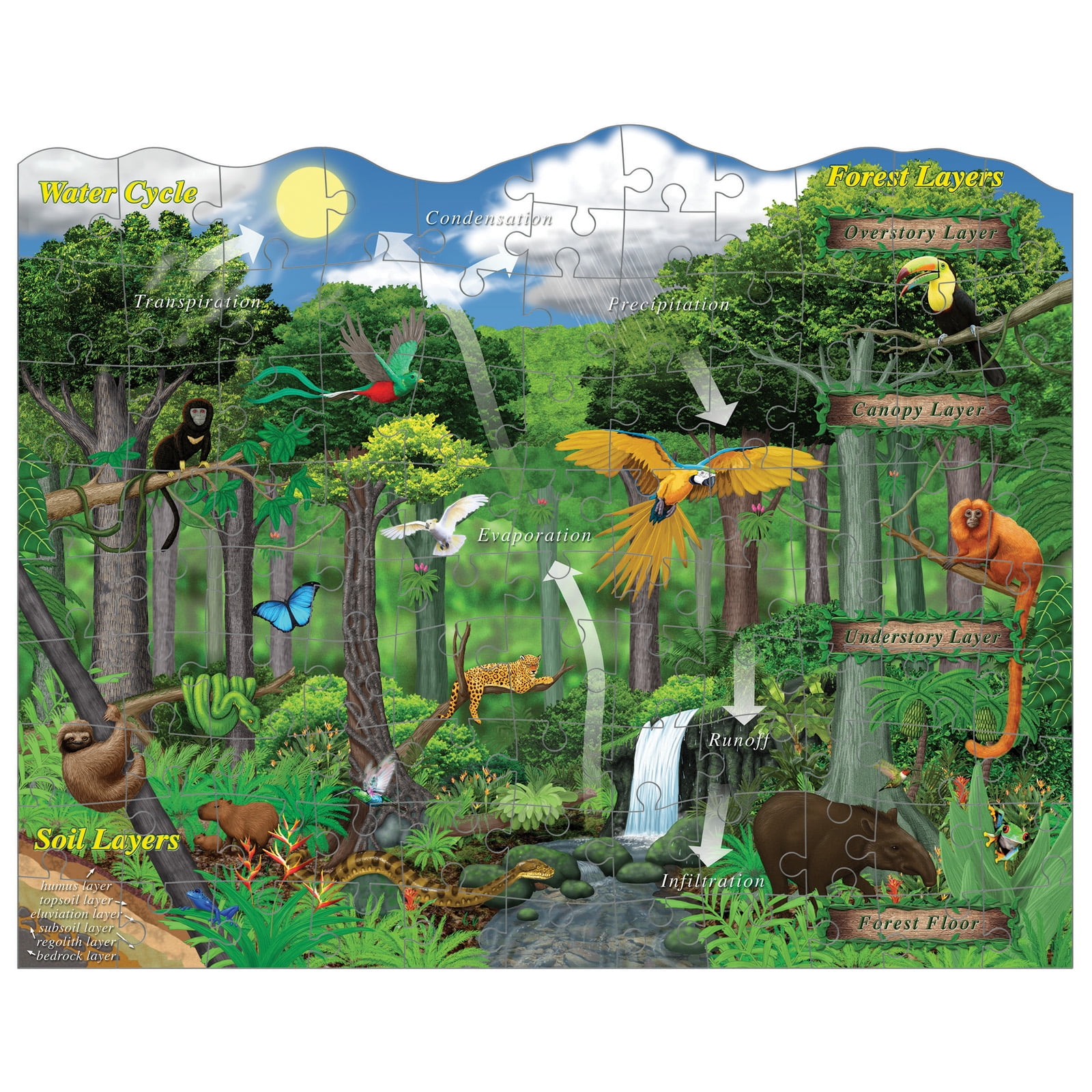 Rainforest Layers And Animals That Live There