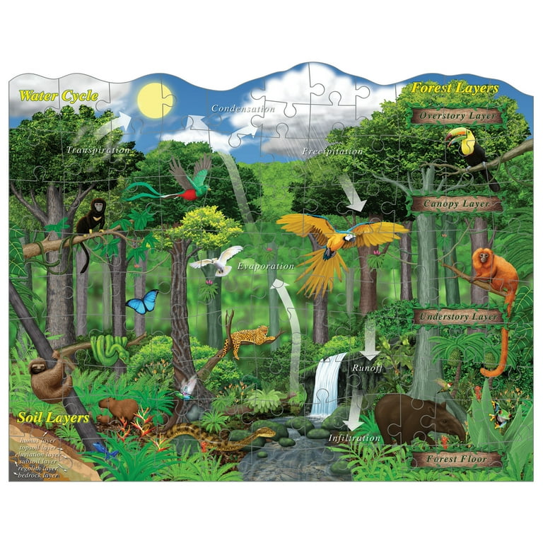 Tropical Rainforest Layers