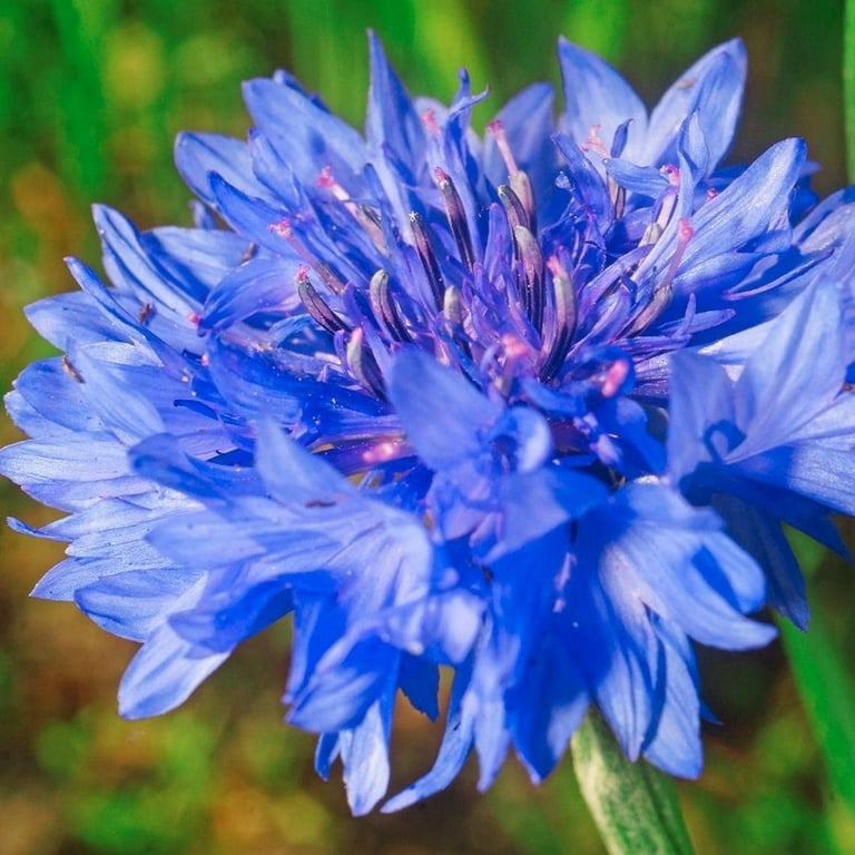 Blue Cornflower