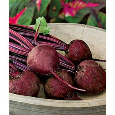 Ruby Queen Beet Seeds - 5 Lb - Non-GMO, Heirloom - Vegetable Garden ...