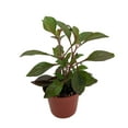Biblical Red St. Joseph's Coat Plant -Alternanthera- Easy Houseplant ...