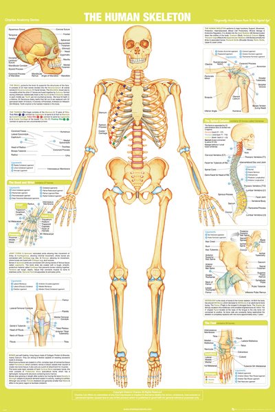The Human Skeleton - Educational Poster / Print (Bones & Definitions ...