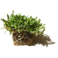 St. Augustine 'Seville' Sod - 9 Live Plugs - Florida Winter Lawn Grass ...