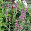 Eden Brothers Clary Sage Seeds - Tricolor Mix - Walmart.com