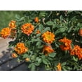 Amber Sunblaze¬Æ Miniature Rose Bush - Live Plant - Fragrant Flowers ...