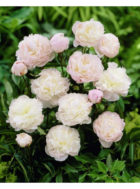 Peony Bulbs in Plant Bulbs - Walmart.com