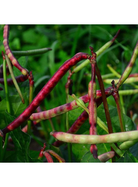 Pea Seeds in Seed Gardening - Walmart.com