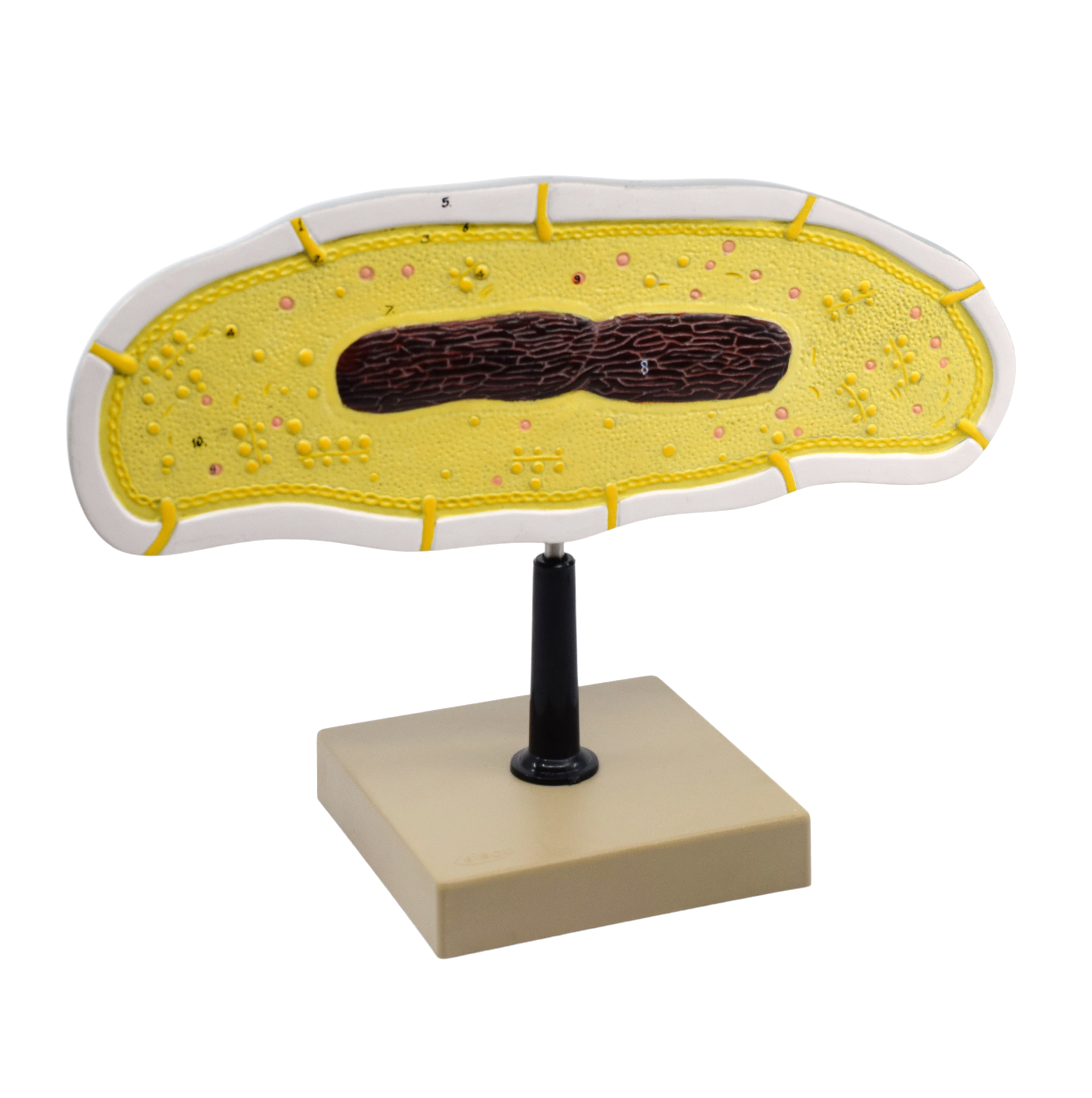 Bacteria Cell Structure Model - 10 Labeled Structures with Key ...