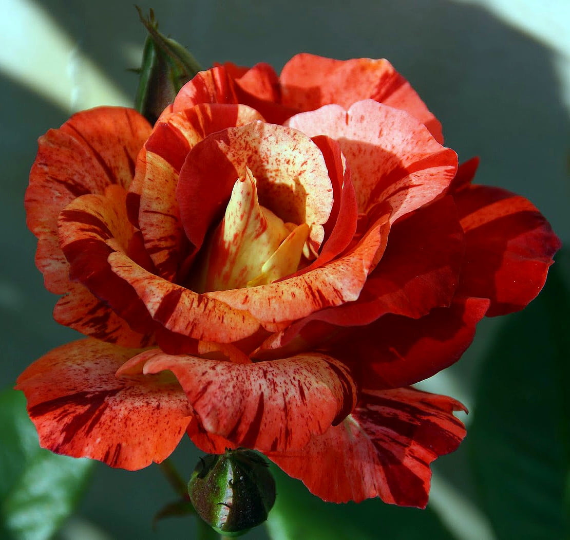 Tropical Lightning™ Climbing Rose Bush - Bareroot - Walmart.com