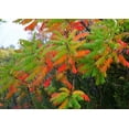 30 FLAMELEAF SUMAC TREE Shining Dwarf Winged Rhus Schmaltzia Copallina ...
