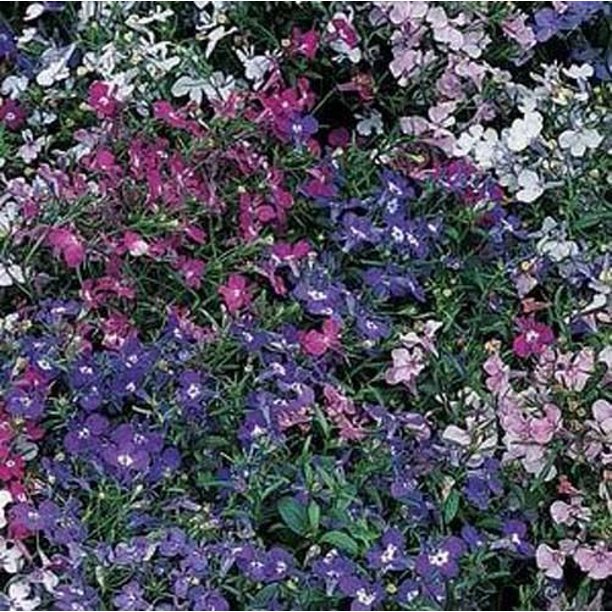 Lobelia Riviera - Mixed Nice Garden Flower 1,500 Seeds - Walmart.com ...