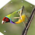 3drose, Australia. Close-up of Gouldian Finch on Limb., 13x13 Wall ...