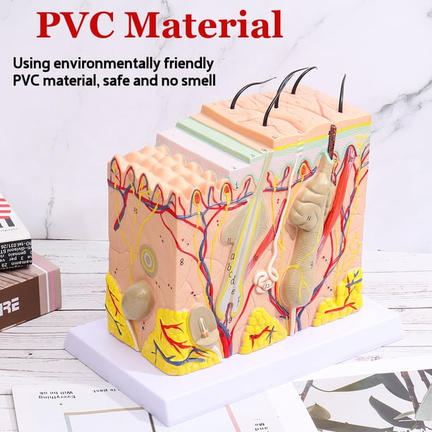 70Times Human Skin Model Block Enlarged PVC Safe Simulation Medical ...