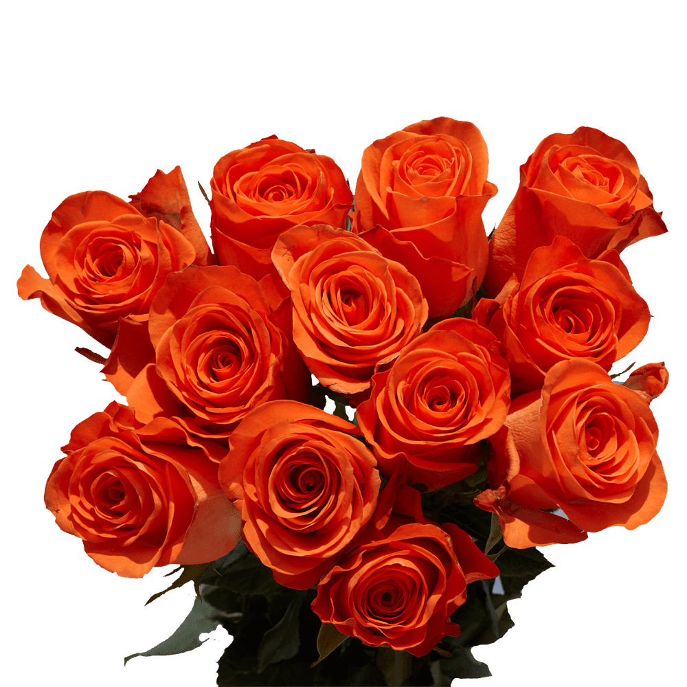 50 Stems Of Orange Wedding Roses Beautiful Fresh Cut Flowers Express