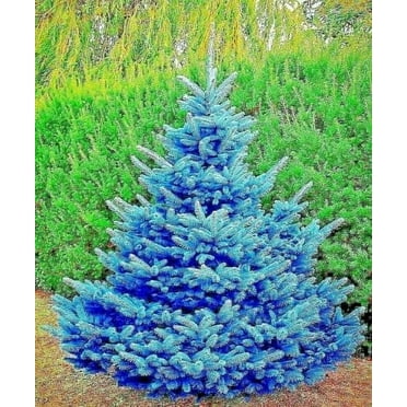 Colorado Blue Spruce Seedlings for Planting - Picea pungens - Evergreen ...