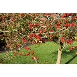 50 WASHINGTON HAWTHORN Crataegus Phaenopyrum Mayflower Shrub Tree ...