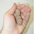 Precious One, 12 Week Ethnic, English Card Pro-Life Fetal Model (Pack ...