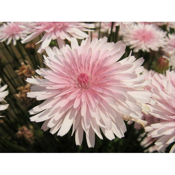 25 PINK HAWKSBEARD Crepis Rubra Flower Seeds Everlasting Daisy Two Tone ...
