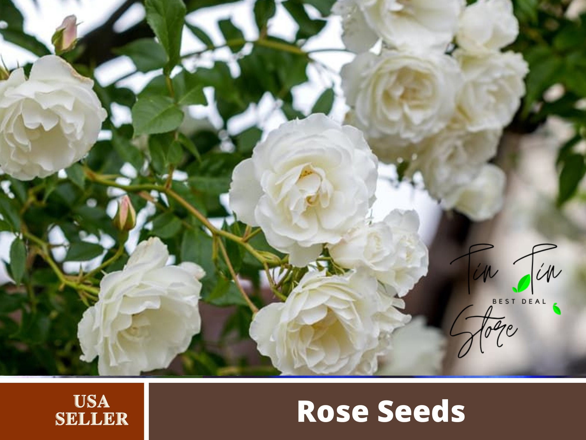 30 Rare seed-White Climbing Rose Seed-#1100-Authentic Seeds-Flowers ...