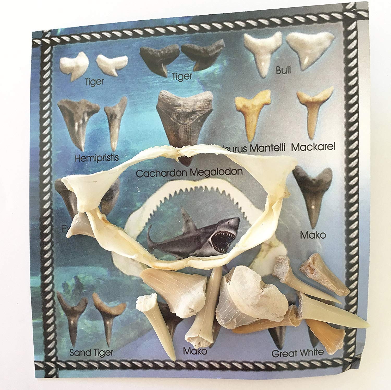 Shark Mouth Bone
