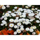 500 Dwarf WHITE ENGLISH DAISY Bellis Perennis Flower Seeds - Walmart.com