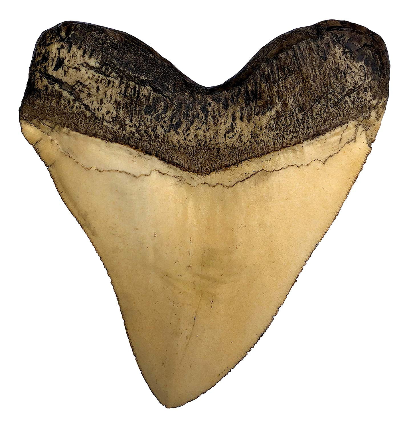 Ivory Megalodon Shark Tooth – Museum Quality Replica with Serrations – 5.5′