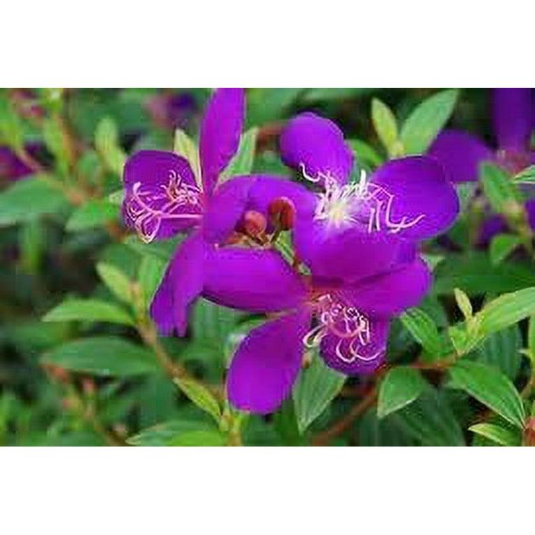 Tibouchina Princess Flower Dwarf | Best Flower Site