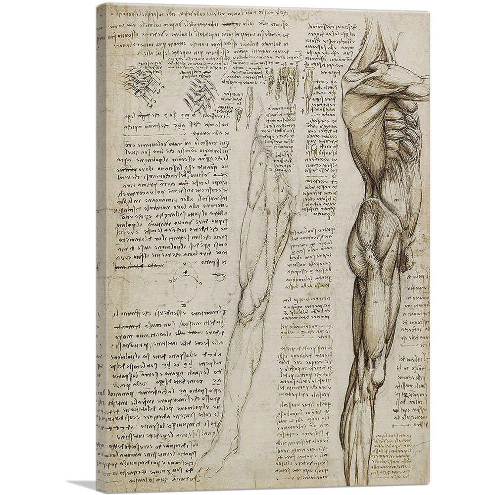 ARTCANVAS Studies of the Human Body - The Muscles of the Leg Canvas Art ...