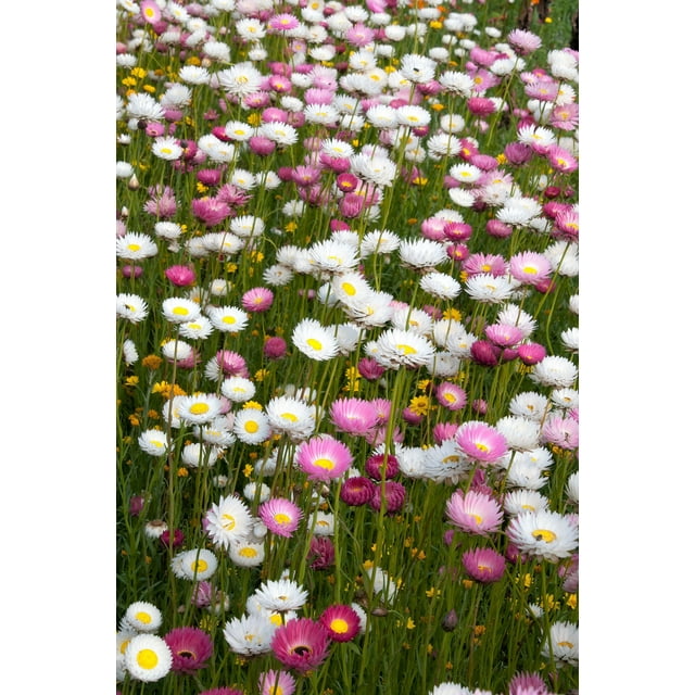 100 MIXED DOUBLE ACROCLINIUM aka Paper Daisy Helipterum Roseum Flower ...