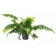 Rare Nicholas Diamond Fern - xPhlebosia - 4" Pot - New to the World ...