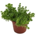 Goldmoss Sedum - Stonecrop Succulent - Sedum sexangulare - 2.5" Pot ...