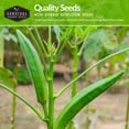3 Okra Seeds Collection - Emerald, Red Burgundy, Clemson Spineless ...