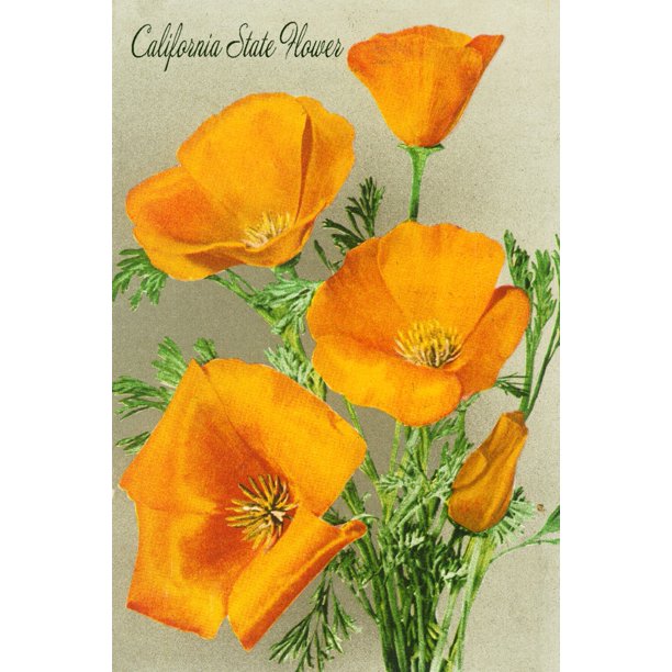 California State Flower, The Californian, Poppy Flowers (16x24 Giclee ...