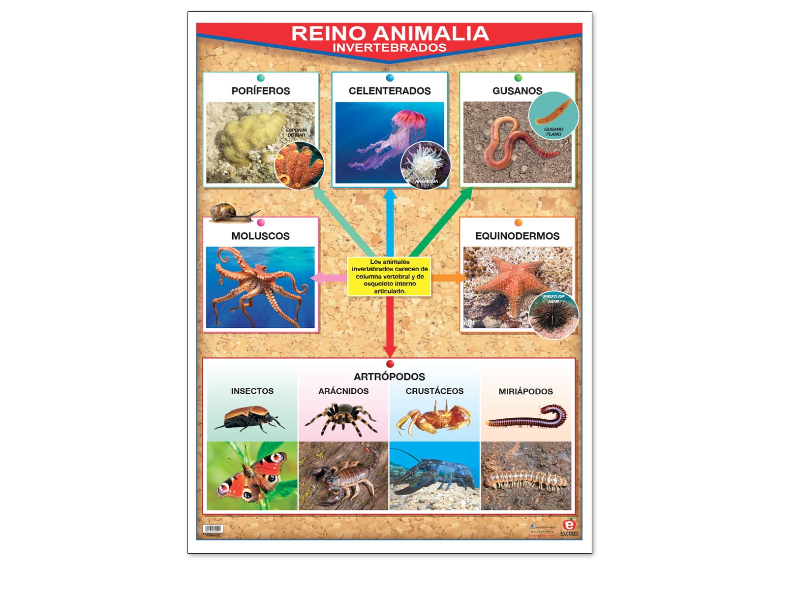 Póster Reino Animalia Invertebrados / Vertebrados Educatodo B-0138-I ...