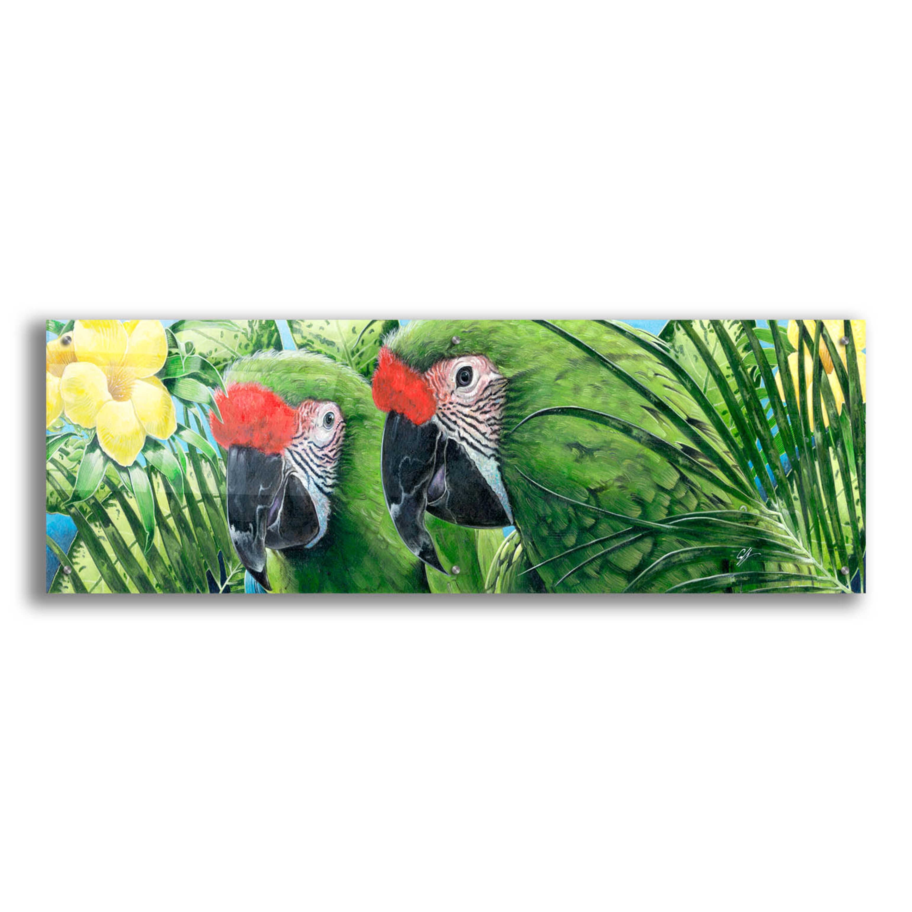 Epic Art 'Military Macaws' by Durwood Coffey, Acrylic Glass Wall Art ...